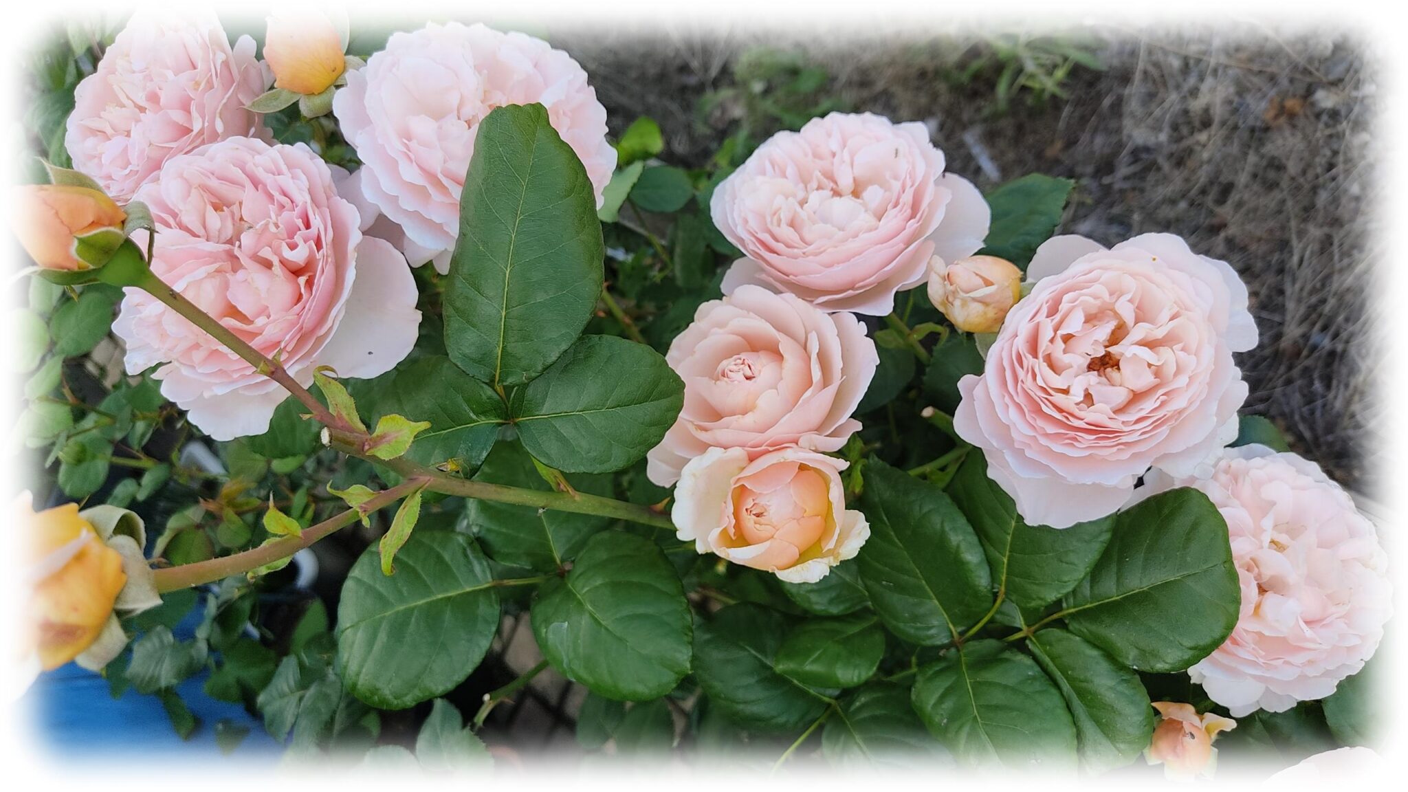 香りの良いバラ（香りの強いバラ）我が庭の2024’春季ベスト10 – バラと私のガーデニング