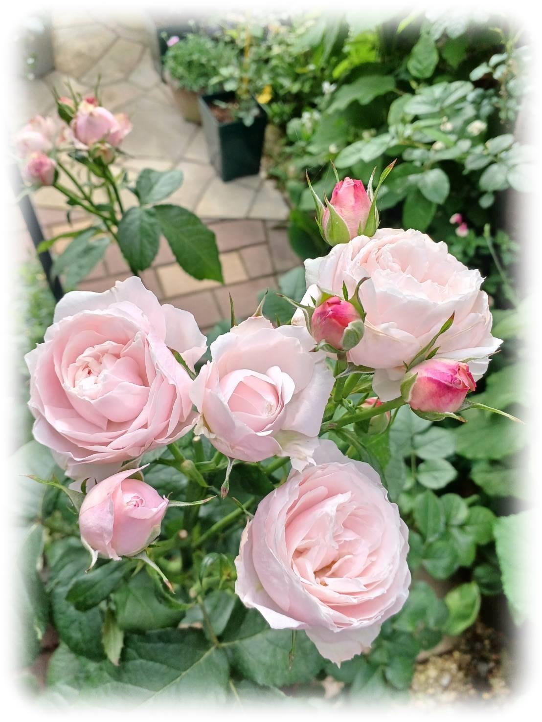 今春の新入り一番バラ品種「トゥモラーブ」＆早咲きレギュラーレポ – バラと私のガーデニング