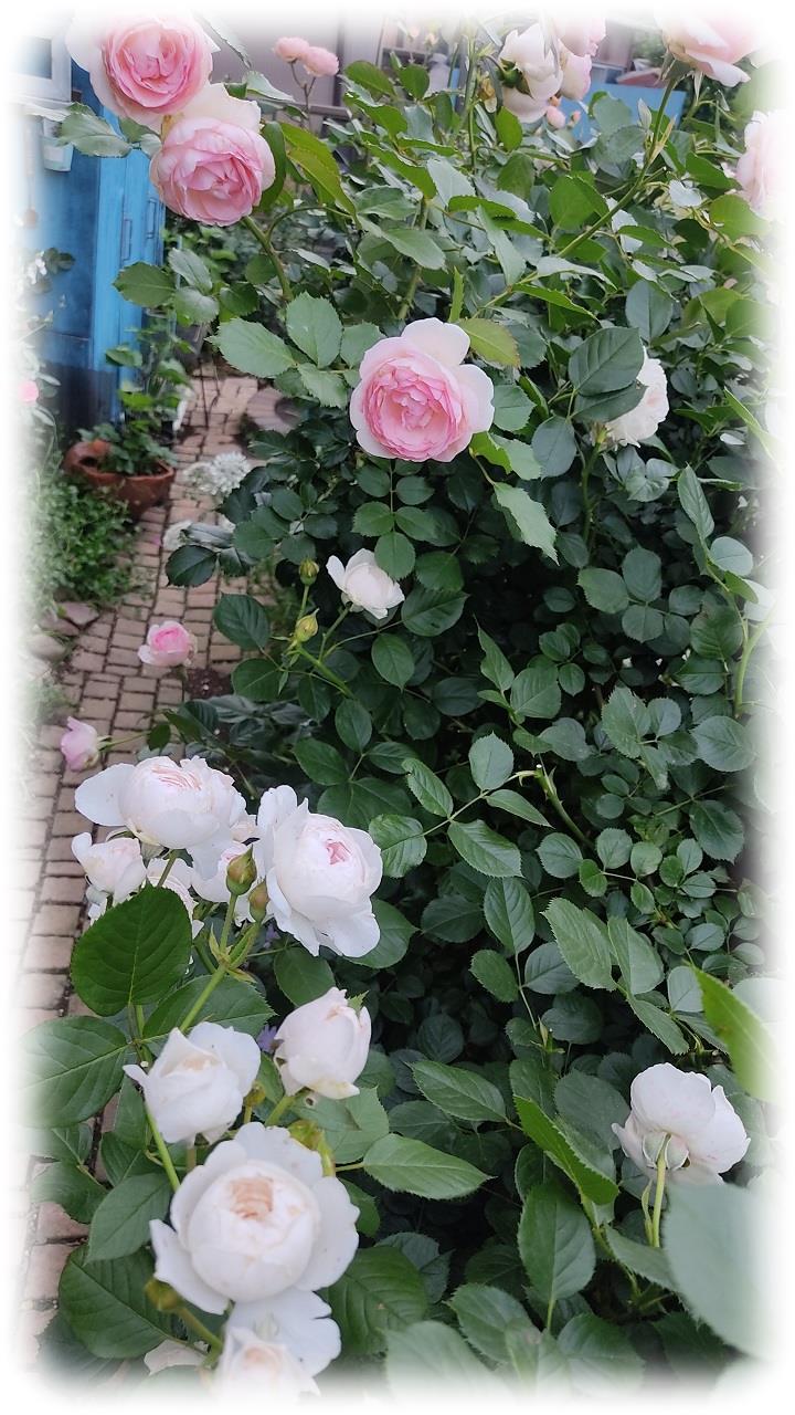 バラ「ヴィンテージ・フラール」今春我が庭へ8番目の新入り品種レポ – バラと私のガーデニング