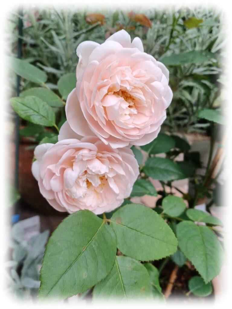 2024’初夏の新入りバラ「アロマアーク」とレギュラー2番花レポ – バラと私のガーデニング