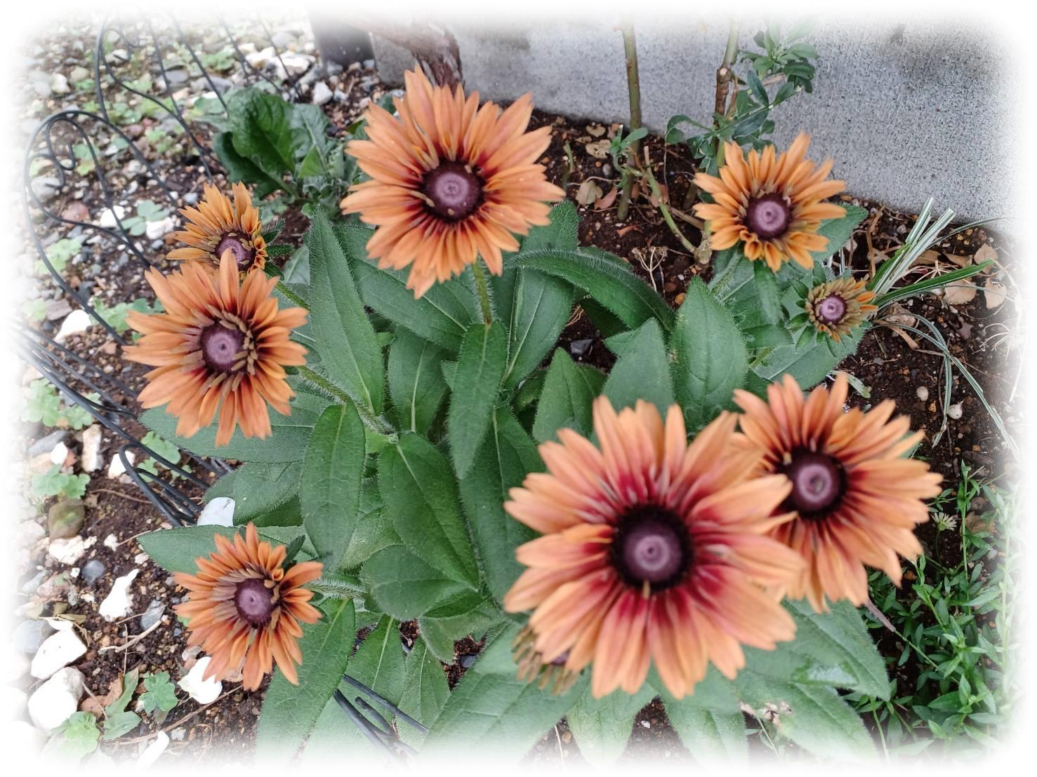 2024’初夏の新入りバラ「アロマアーク」とレギュラー2番花レポ – バラと私のガーデニング