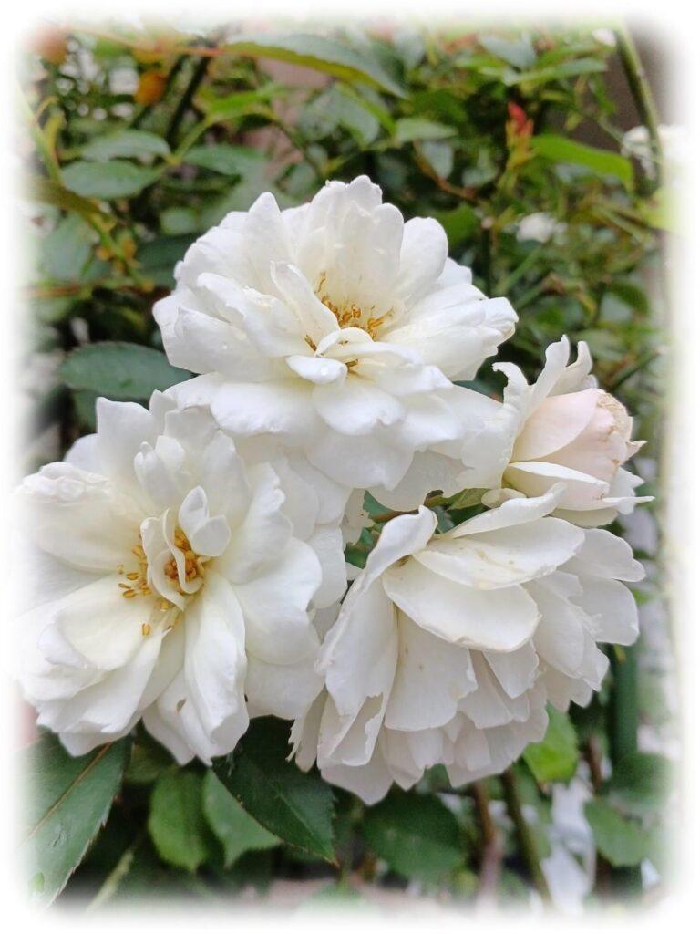 2024’初夏の新入りバラ「アロマアーク」とレギュラー2番花レポ – バラと私のガーデニング