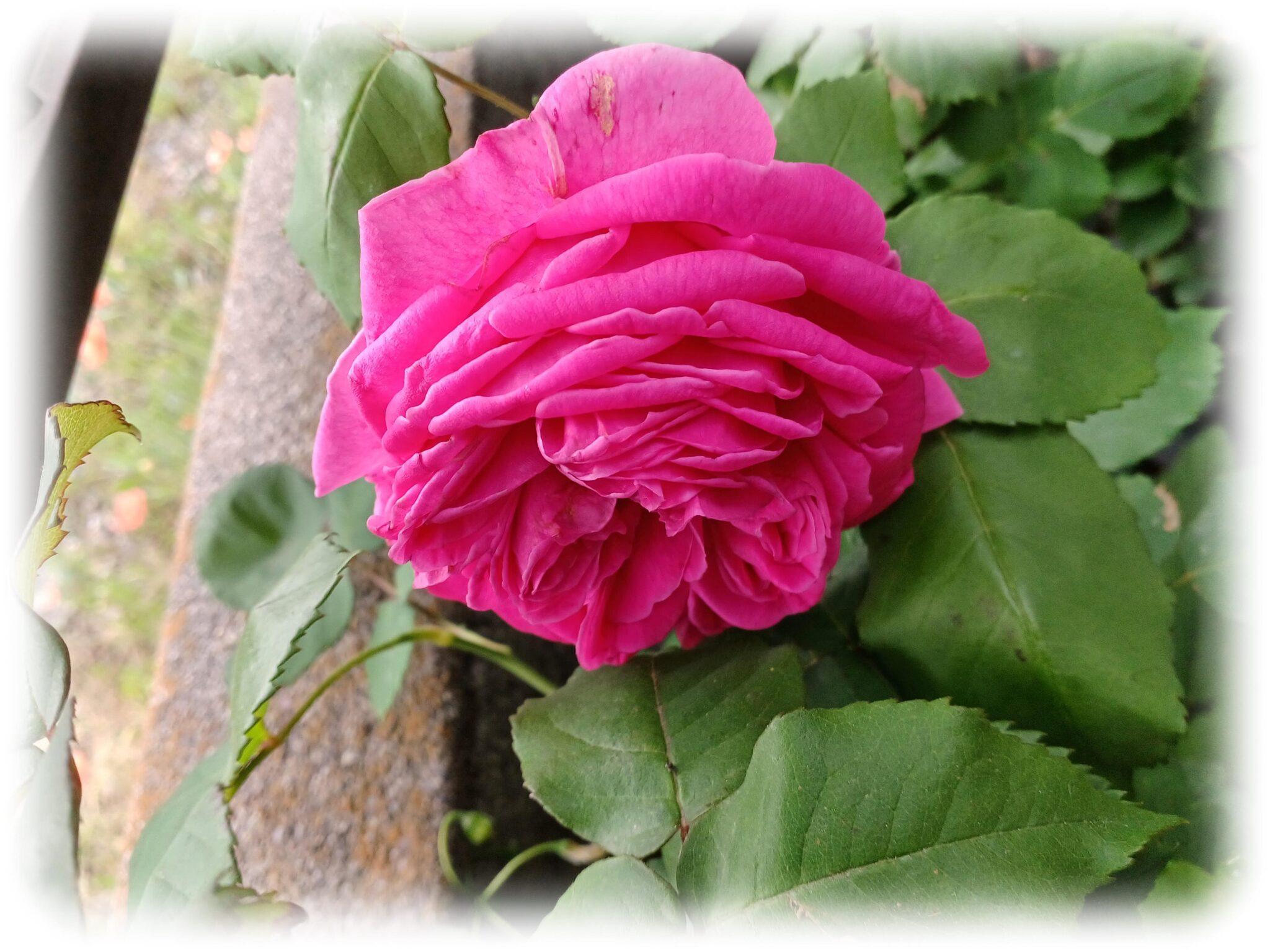 2025′我が庭に咲いた香りの良いバラBest10セレクション – バラと私のガーデニング