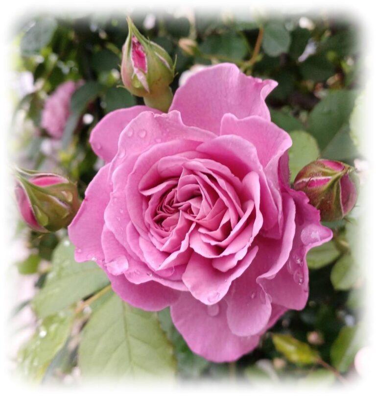 2025′我が庭に咲いた香りの良いバラBest10セレクション – バラと私のガーデニング