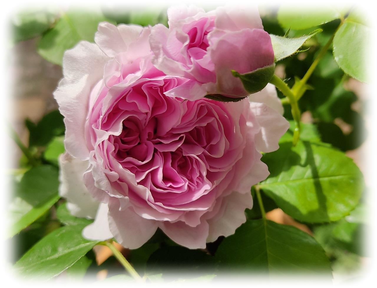 2025′我が庭に咲いた香りの良いバラBest10セレクション – バラと私のガーデニング